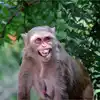Pakistan Indian Monkey: भारत के बंदर से 'घबराए' पाकिस्‍तानी, कोई भी ...
