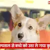 sirohi ke govt hospital me bachche ko udha le gaya kutta - सिरोही जिला ...