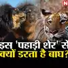 Uttarakhand Bhotia Dog,जितना ईमानदार उससे ज्यादा खूंखार, बाघ को पटखनी ...