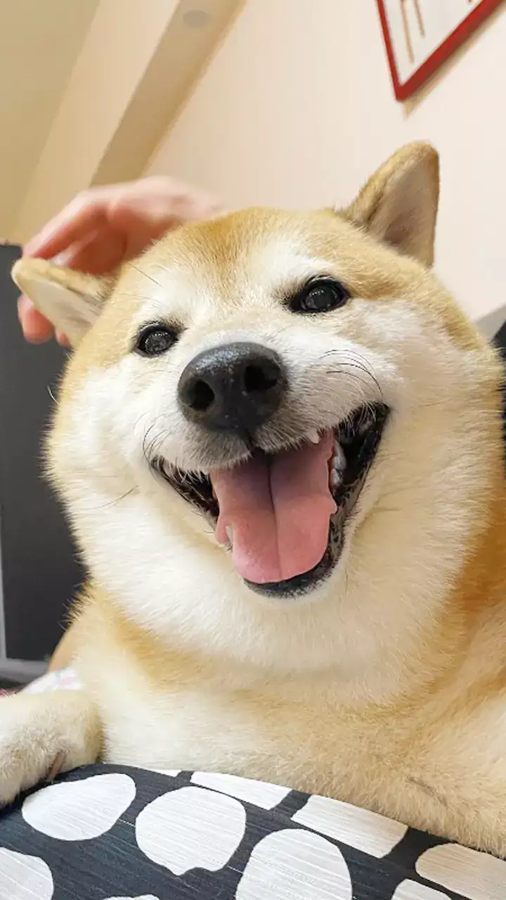 Shiba Inu Smile