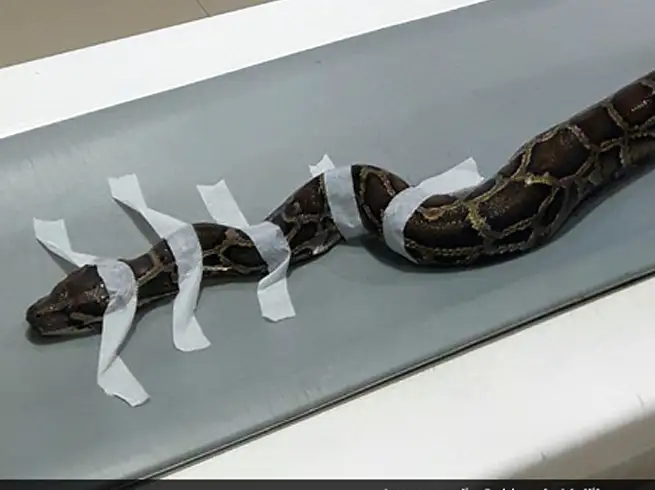 snake helpline: 8 फीट लंबे अजगर का हुआ सीटी स्कैन - viral content: 8-ft ...