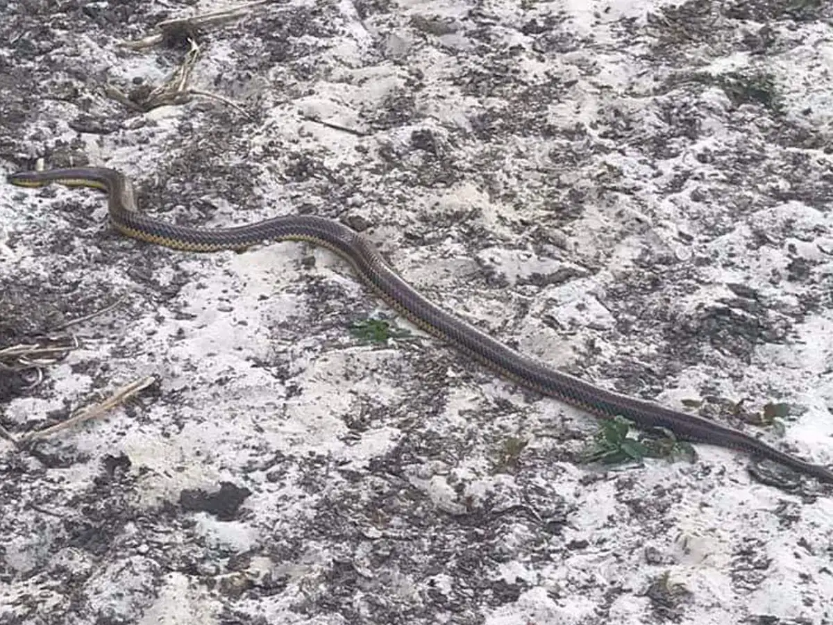 Rainbow Snake In Florida: फ्लॉरिडा में 50 साल बाद दिखा सतरंगी सांप ...