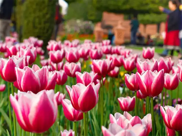 Tulip Mania: घर से भी ज्यादा महंगा एक फूल, पढ़ें रोचक कहानी - what was ...