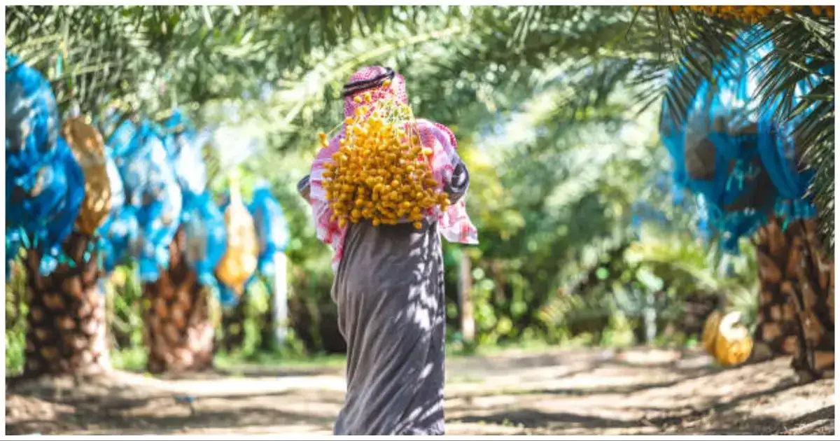 Palm Tree Waste Into Artificial Soil Composition,ഈന്തപ്പനയുടെ ...