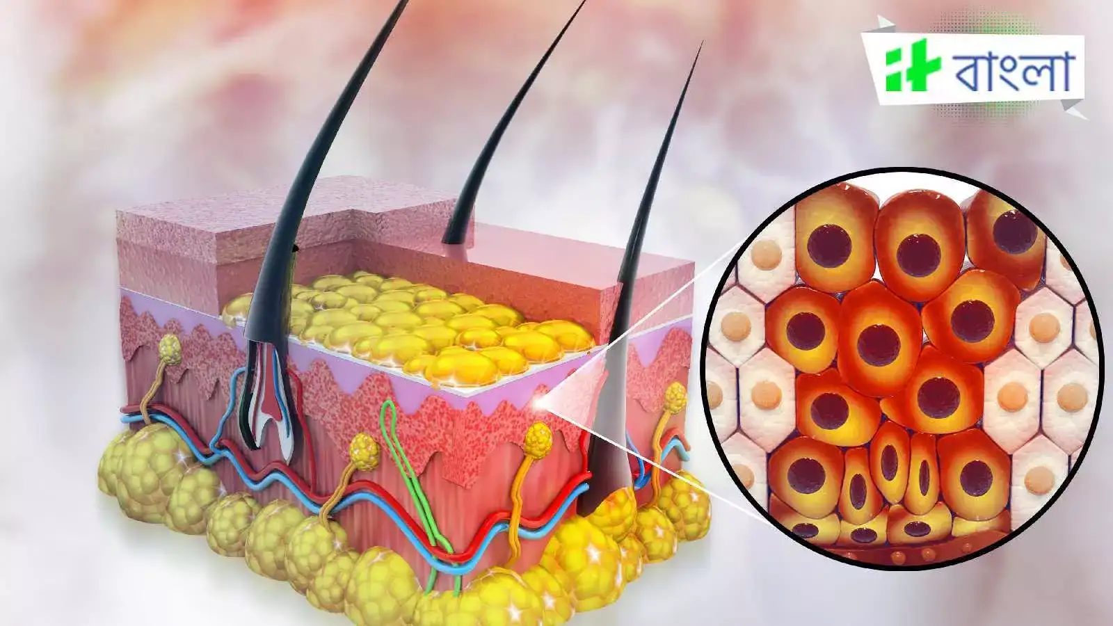 Skin Cancer Causes,ত্বকের ক্যানসারের একবারে নতুন কারণ খুঁজে পেলেন চিকি ...