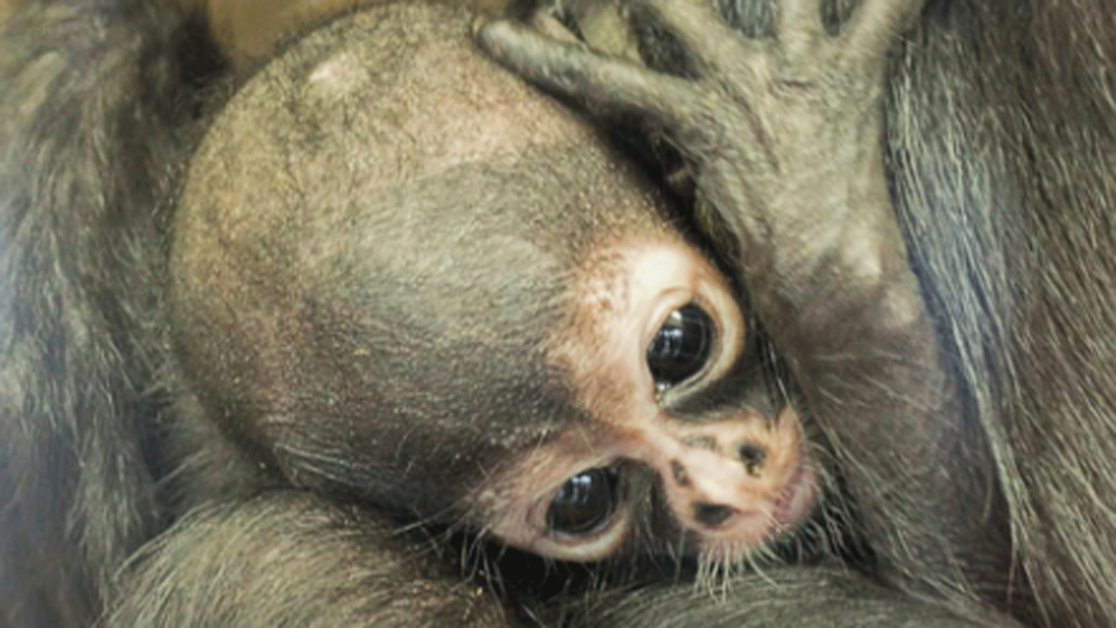 Human Monkey Hybrid,वैज्ञानिकों ने बनाया पहला मानव-बंदर हाइब्रिड, बोले ...