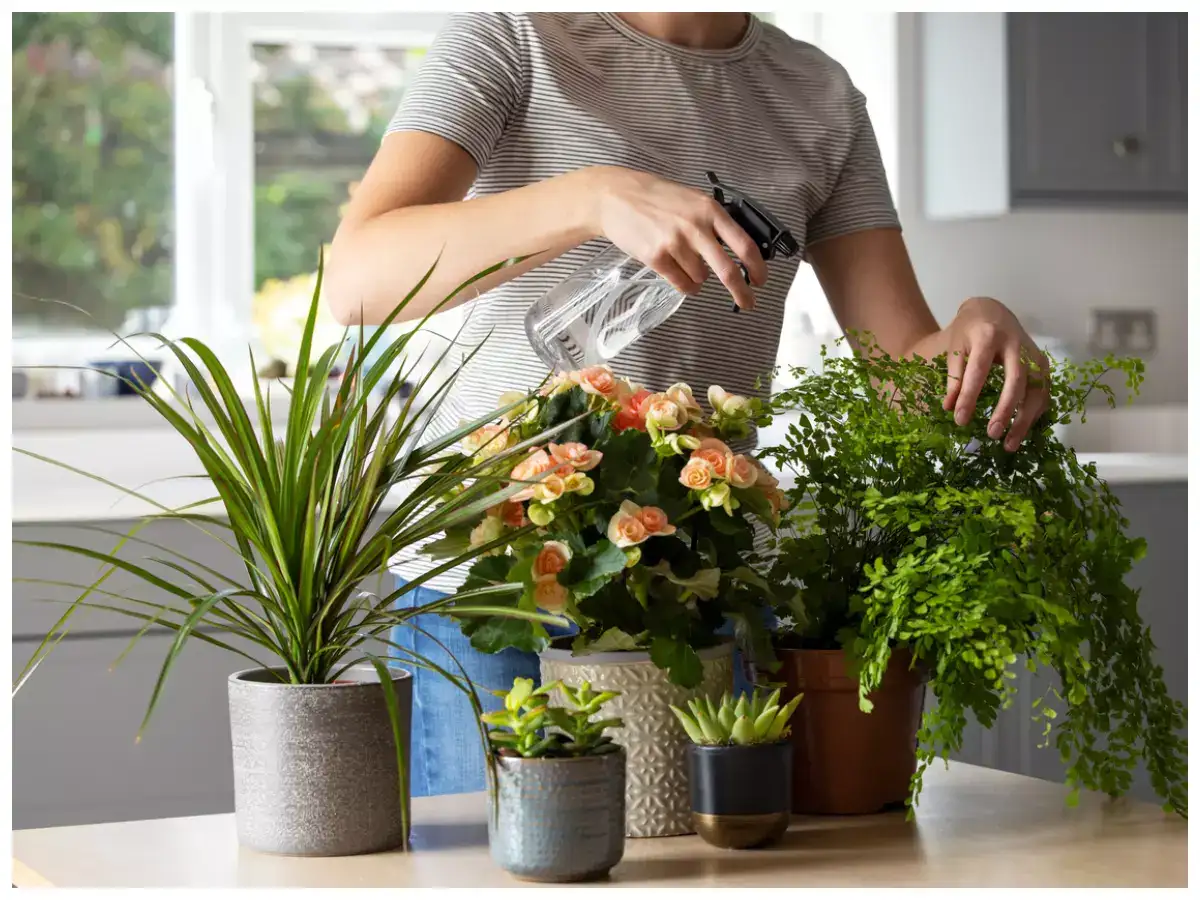 Make Plants Grow Faster At Home,ఈ పౌడర్‌ నీటిలో కలిపి చెట్లపై స్ప్రే చేస్తే త్వరగా పెరుగుతాయట ...