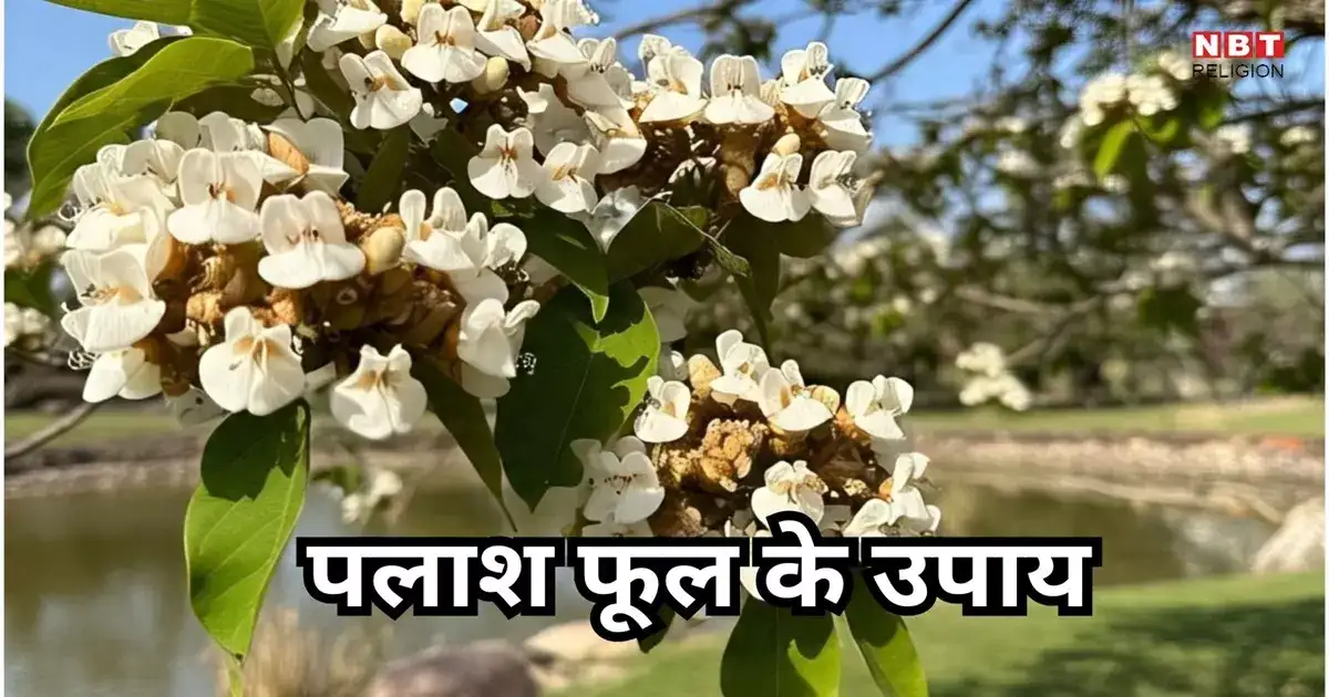 Palash Phool Upay | Palash flower Remedies: पलाश फूल के उपाय और टोटके ...