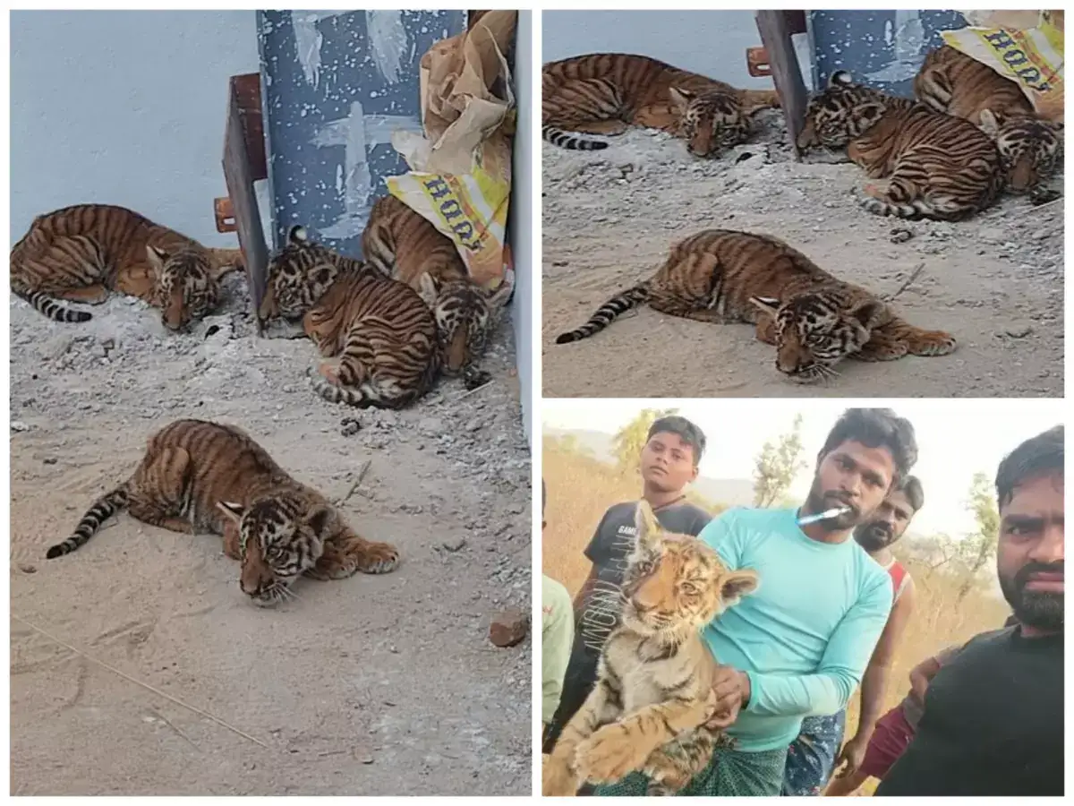 Nandyal Tiger Cubs,నంద్యాల: గ్రామంలో ప్రత్యక్షమైన పెద్ద పులి పిల్లలు ...