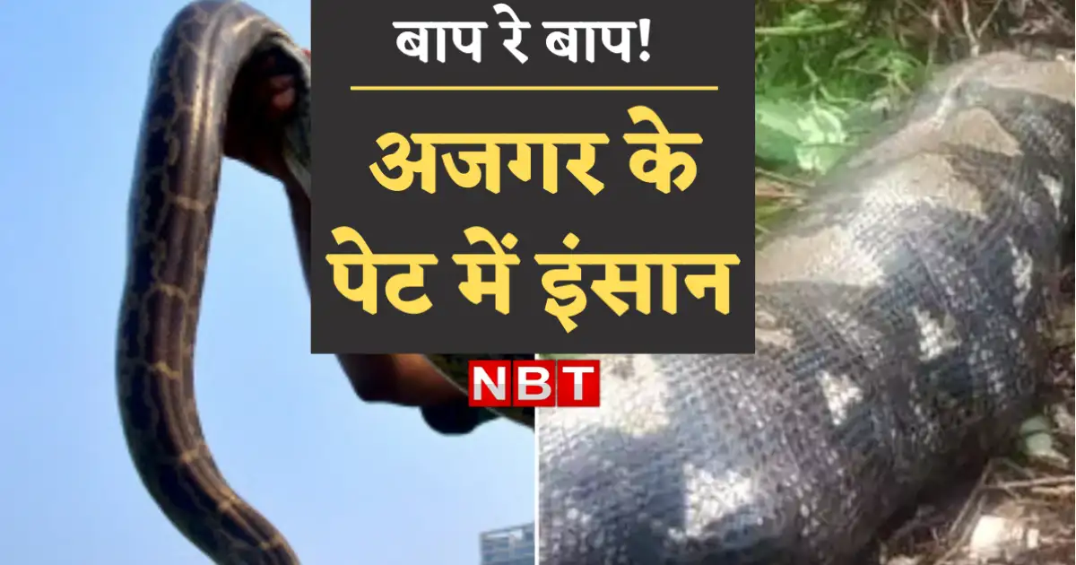jungle news how python snake swallow human in hindi indonesia python ...
