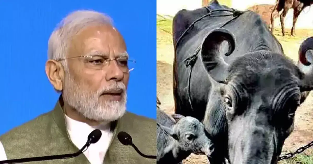 banni buffalo news banni buffalo price pm modi on banni buffalo IDF WDS ...
