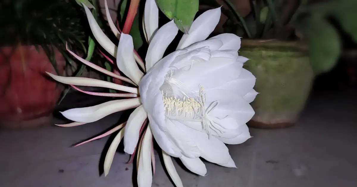 Brahma Kamal,14 वर्षों में एक बार खिलने वाला फूल है 'ब्रह्म कमल', जिसने ...