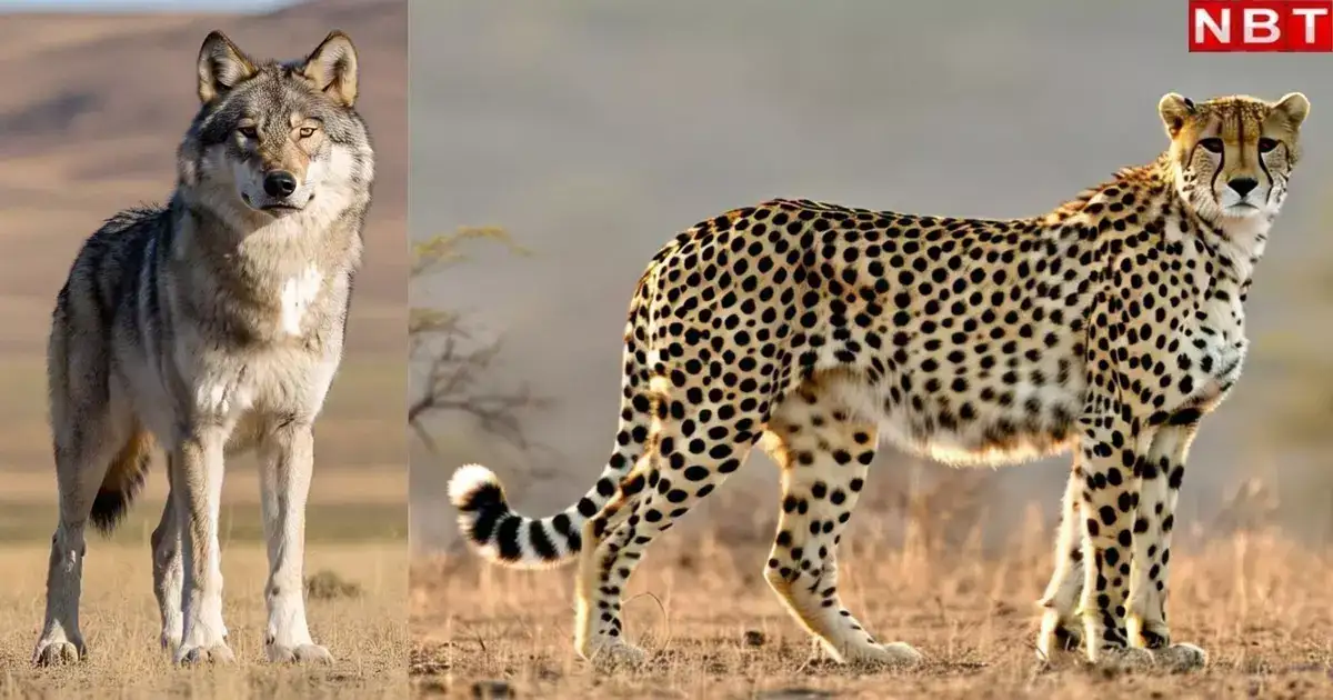like american dire wolf indian cheetah could also come back to life ...