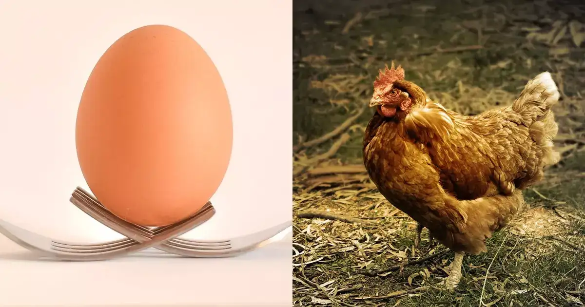 Egg Or Chicken First,കോഴി ആണോ മുട്ട ആണോ ആദ്യം ഉണ്ടായത്? കുഴപ്പിക്കും ഈ ചോദ്യം, ജെമിനി പറയുന്നത് ...