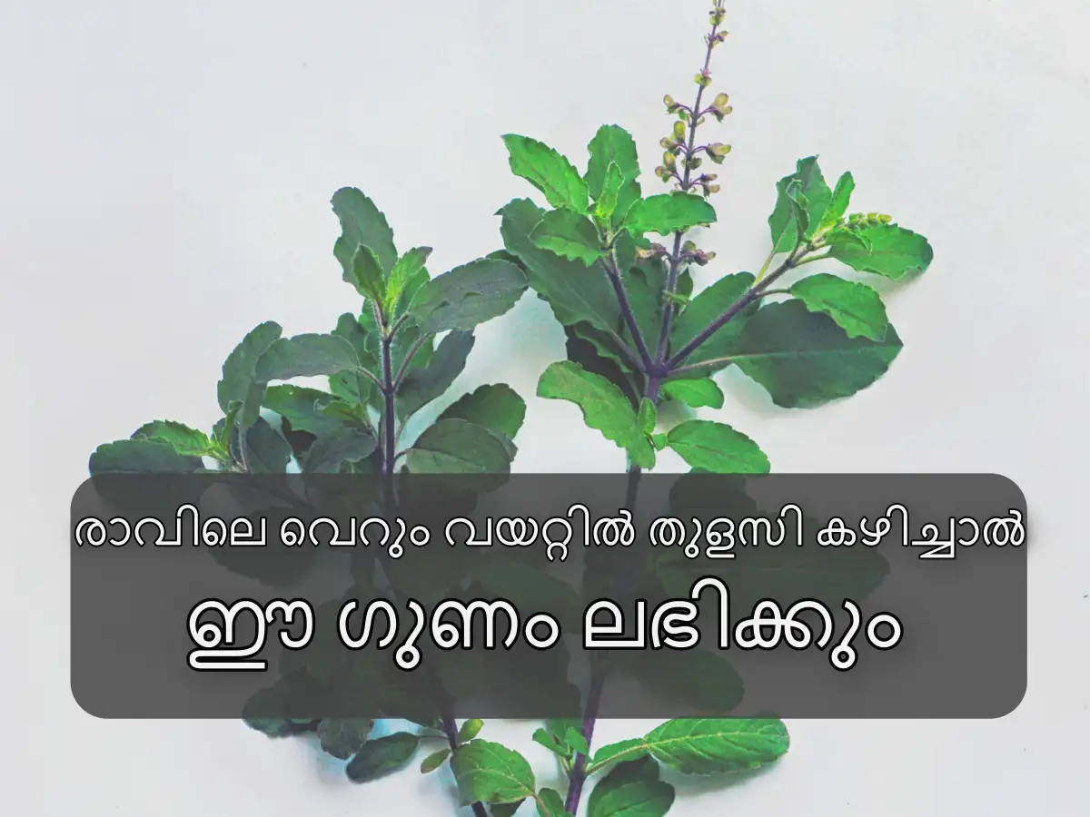 Benefits Of Eating Tulsi In The Morning,വെറും വയറ്റില്‍ രണ്ടില തുളസി ...