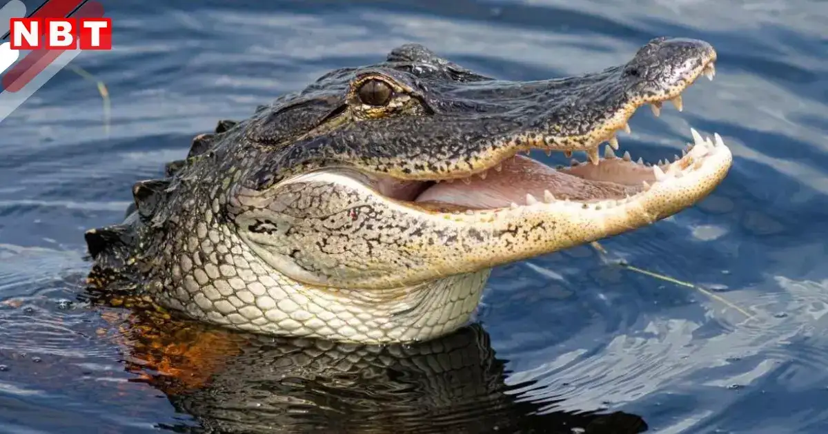 Crocodile Attack Japan Army: Biggest Attack Of Crocodile In History ...