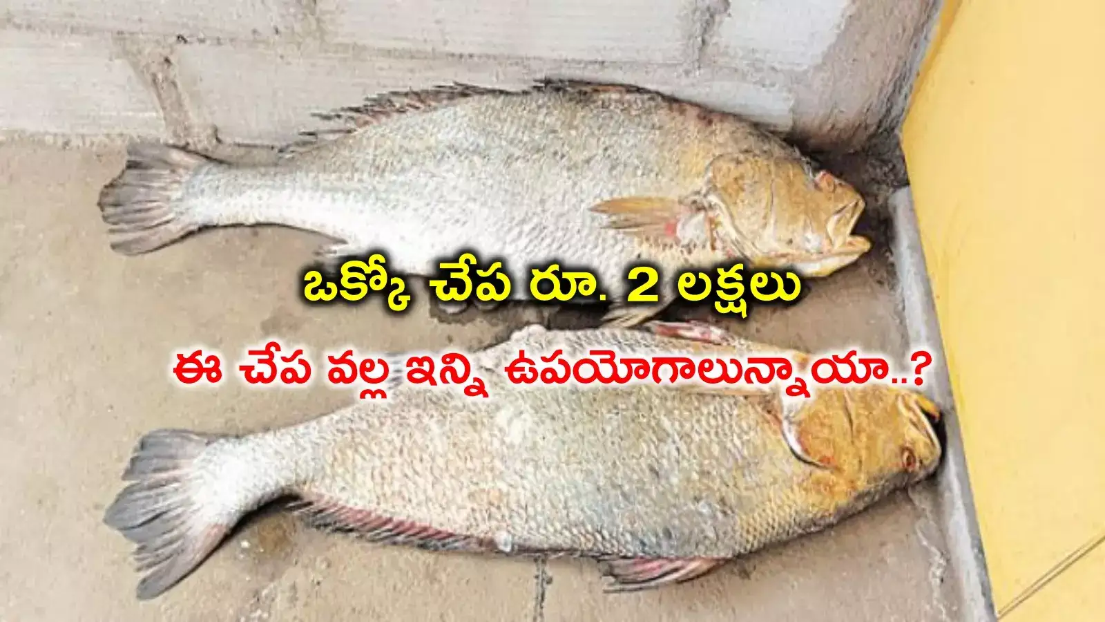 Kachidi Fish Price,AP: 2 చేపలకు రూ. 4 లక్షలు.. వాటికి ఎందుకంత ధర ...
