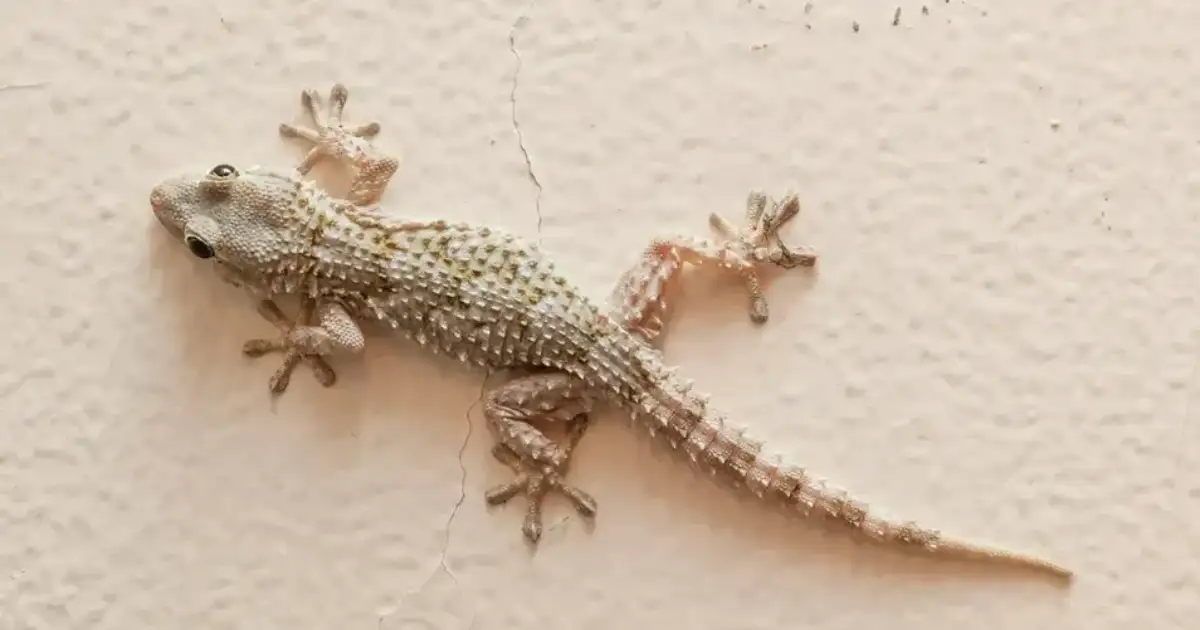 repel lizards naturally at home | नैसर्गिक उपाय करून पाल घरातून कशा दूर ...