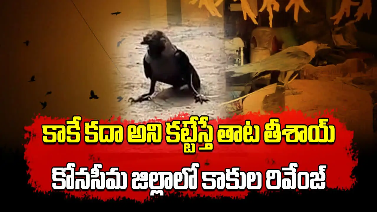 Crows Unite to Release Tied up Crow from Chicken Shop Owner in Razole ...