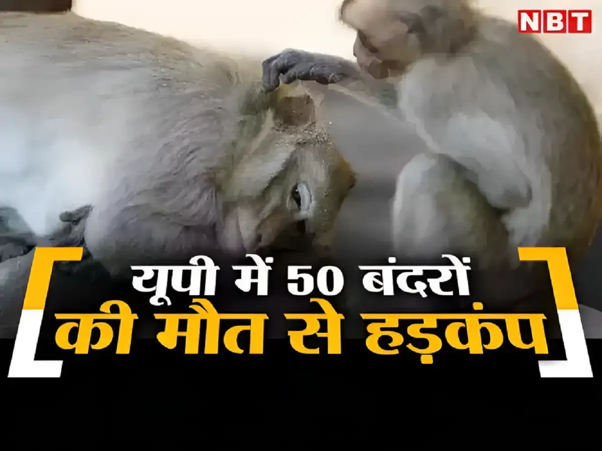 Bahraich Monkey Murder: बहराइच में बंदरों की हत्या मामले में डीएम ने ...