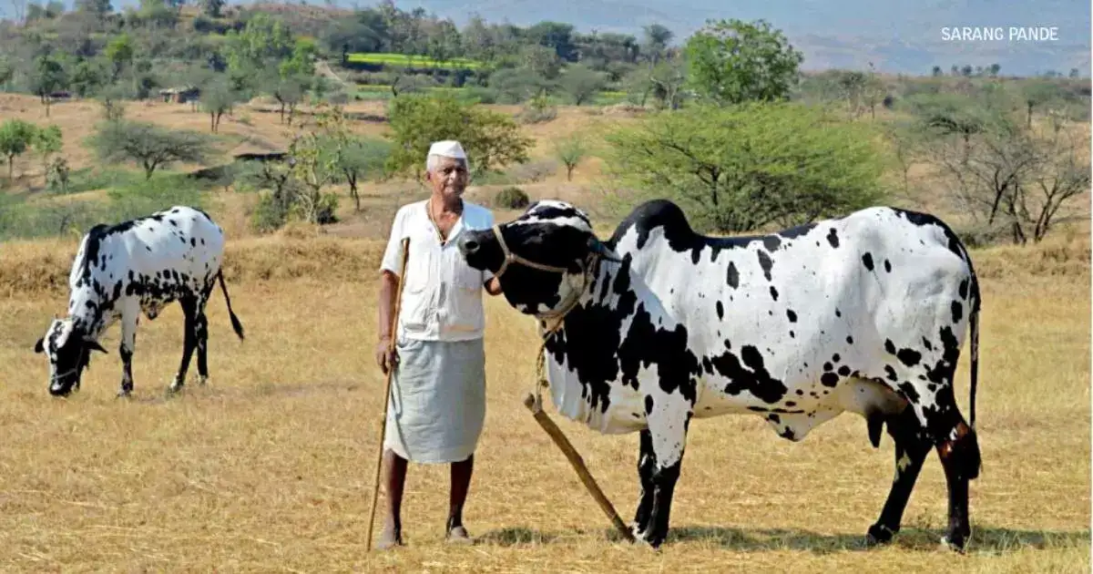 Dangi Cow,डांगी गायींच्या संख्येत वाढ, गोड दुधासाठी प्रसिद्ध,जीन बँकेची ...