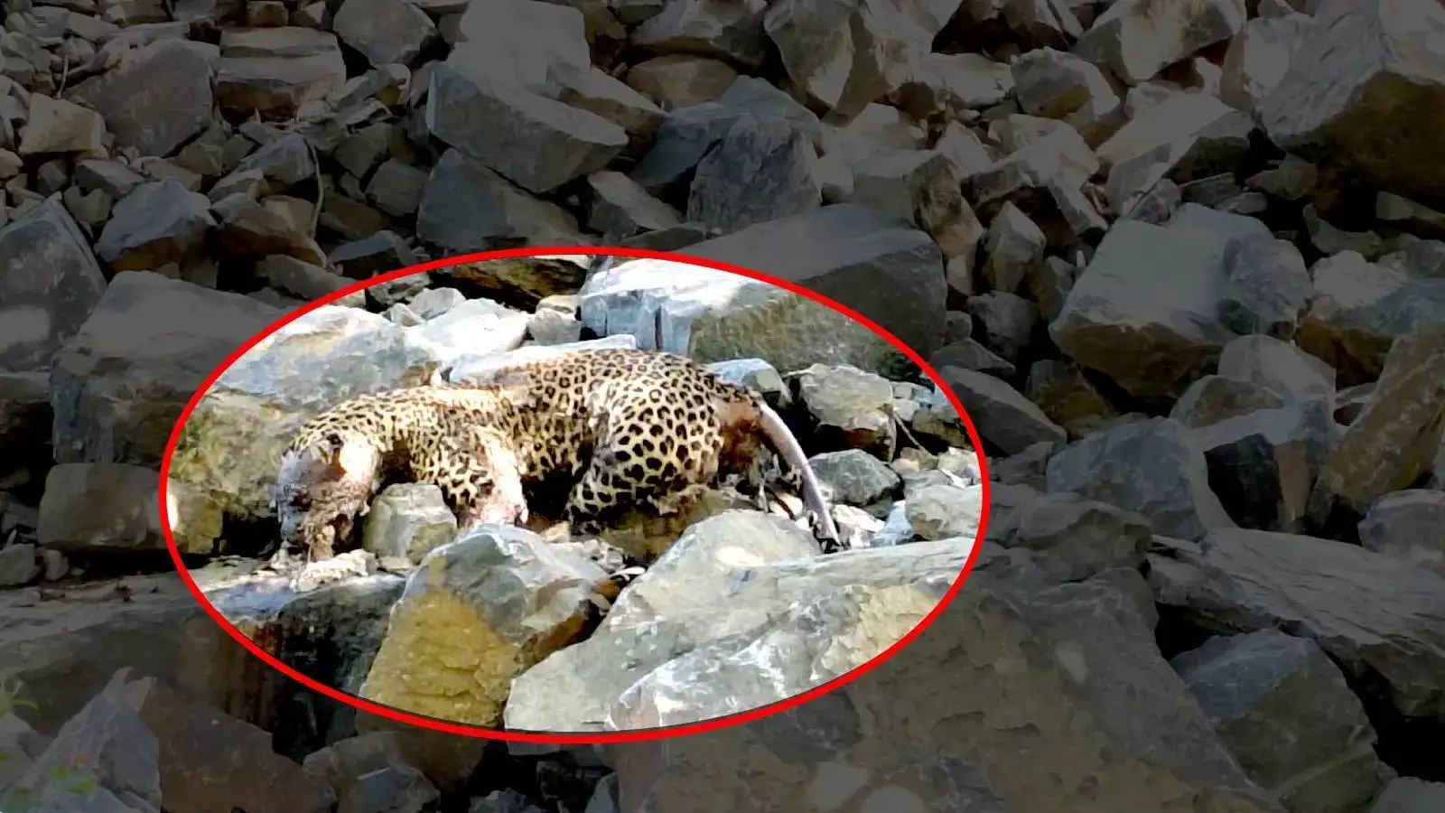 Kothalavadi Village Forest News,ಚಾಮರಾಜನಗರದಲ್ಲಿ ಹುಲಿಗಳ ಸಾವು ಘಟನೆ ಮಾಸುವ ...