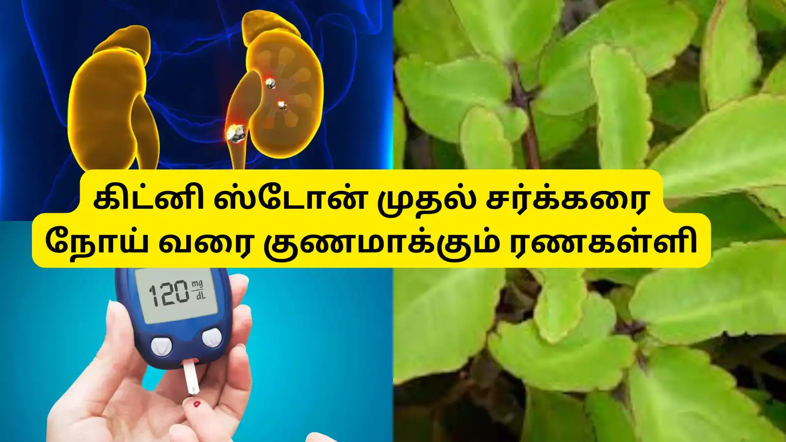 Ranakalli Benefits : சிறுநீரக கல், நீரிழிவு ரெண்டையுமே சரிசெய்யும் ...