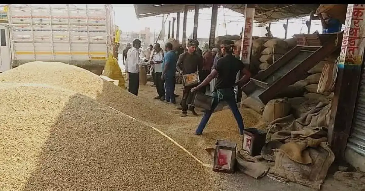 Soybean And Toor Rates,तूर आणि कापसाच्या दरात वाढ, सोयाबीनच्या भावात चढ ...