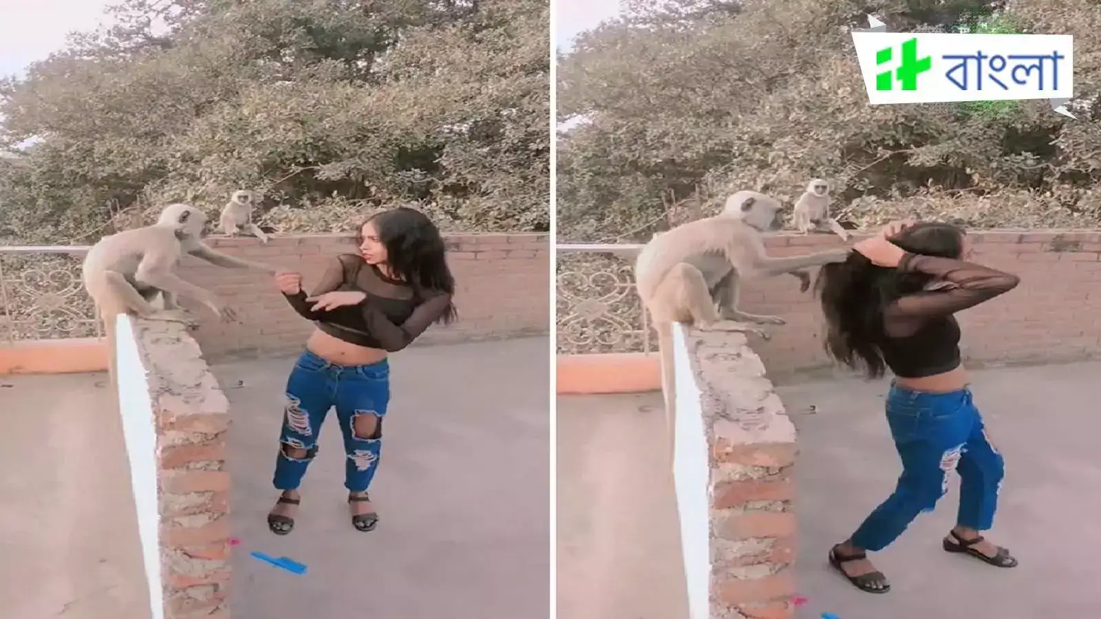 Monkey Attack,বাঁদরের সঙ্গে গানের তালে নেচে রিল বানাতে গিয়ে বিপাকে ...