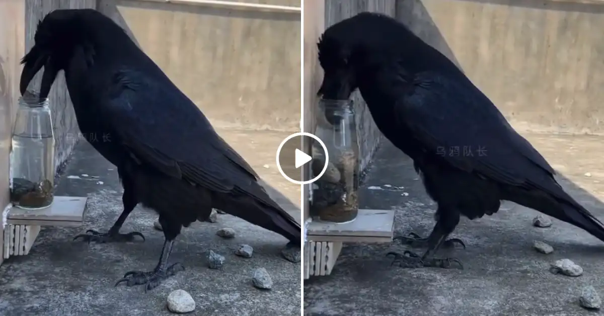 Crow Stone Viral Video,प्यास बुझाने के लिए कौवे ने पानी में कंकड़ डालकर ...