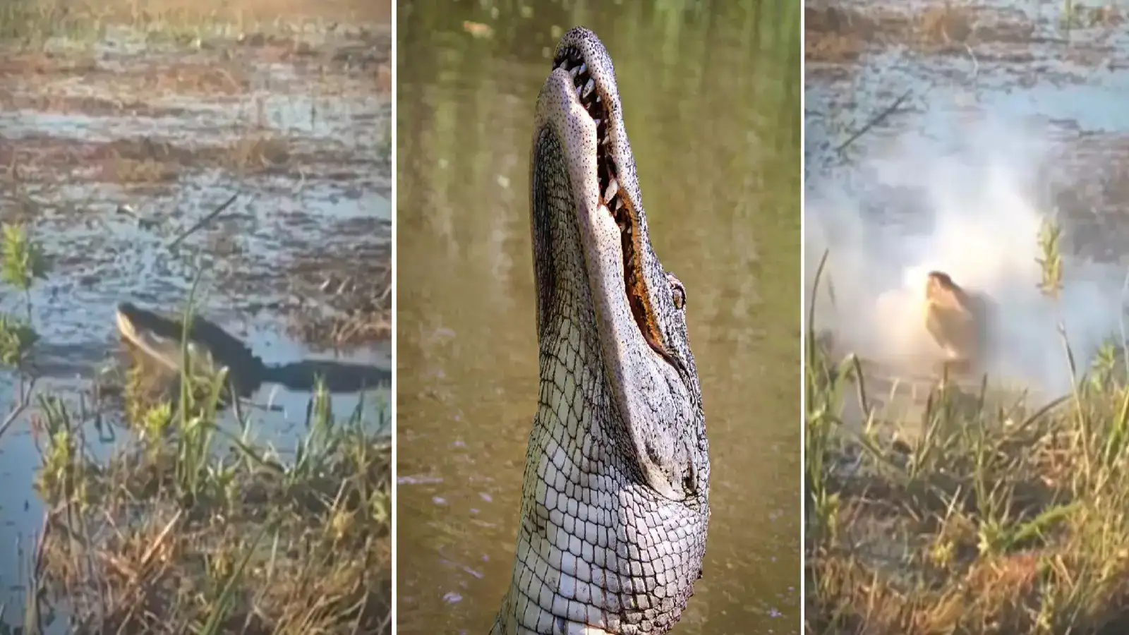 Crocodile Viral Video,পাখি ভেবে উড়ন্ত ড্রোন গিলে ফেলল কুমির ...