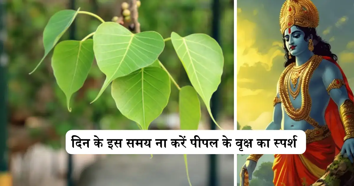 श्रीमद्भागवत गीता में स्वयं भगवान कृष्ण ने बताया था पीपल के पेड़ का ...
