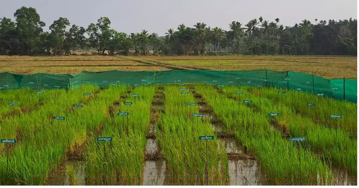 Paddy Farming,ഒരു പാടത്ത് നൂറിനം നെൽ കൃഷി; പരമ്പരാഗത ജനിതക ശേഖരം ...
