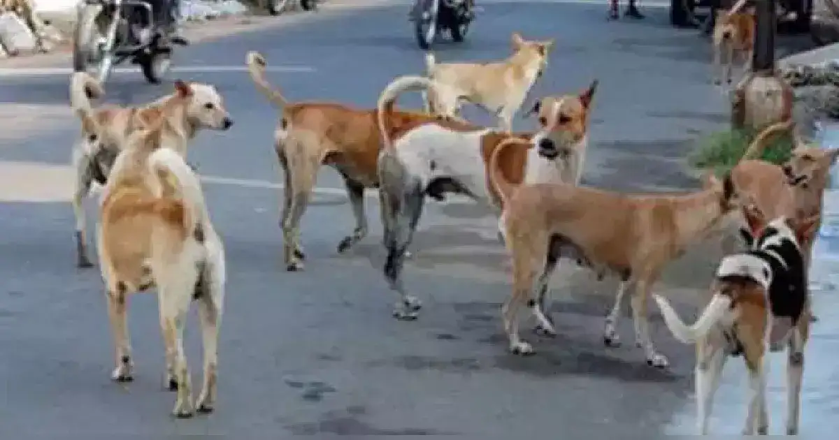Rabies Vaccine,പേവിഷ പ്രതിരോധ വാക്‌സിന്‍ ഒരു ബാച്ചിന്റെ ഉപയോഗം നിര് ...