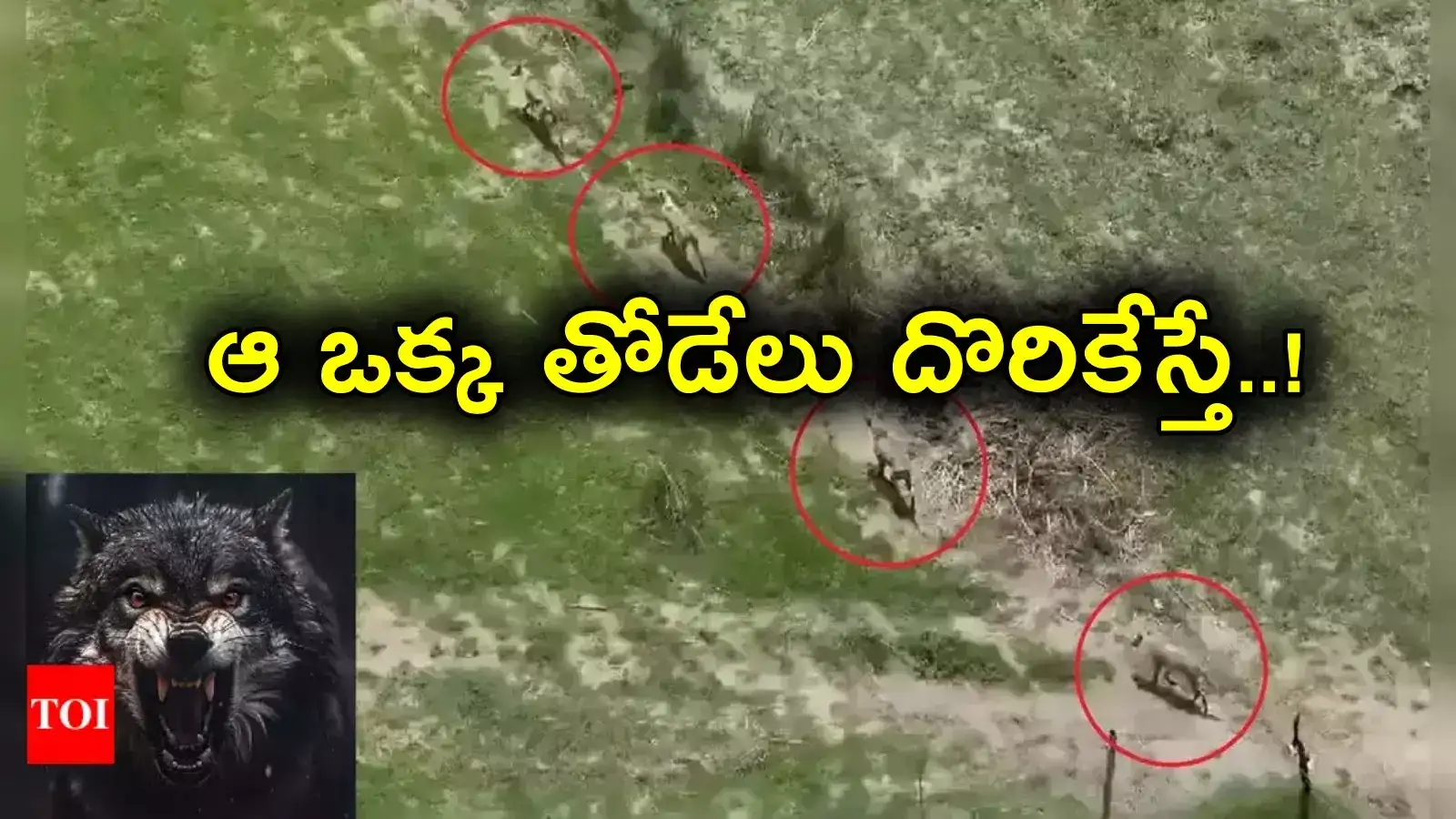 Wolf Attacks In Bahraich District,Wolf Attacks: అధికారులకు చుక్కలు ...