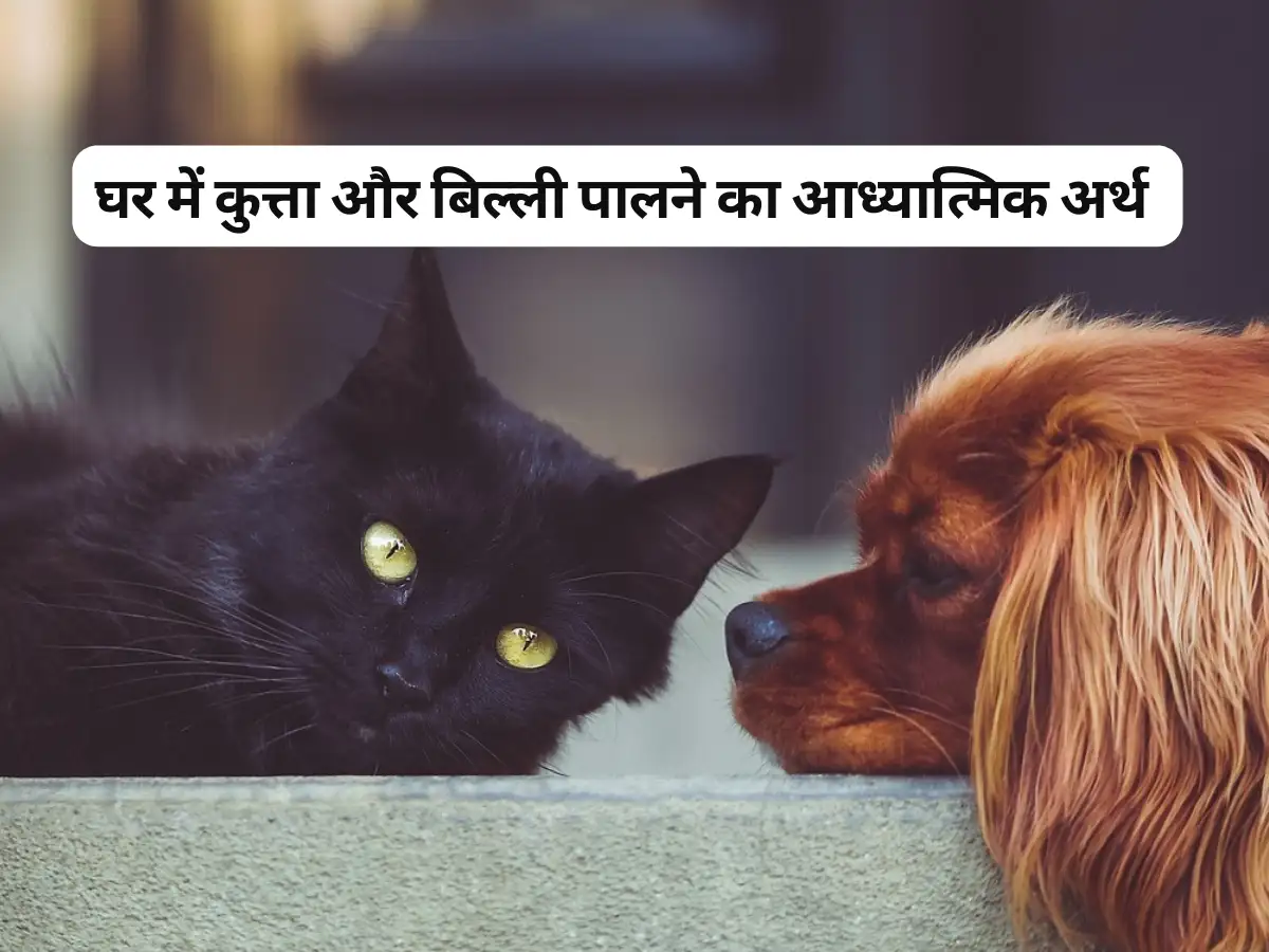 घर में बिल्ली या कुत्ते को पालना भी एक बेहद खास आध्यात्मिक महत्व रखता ...