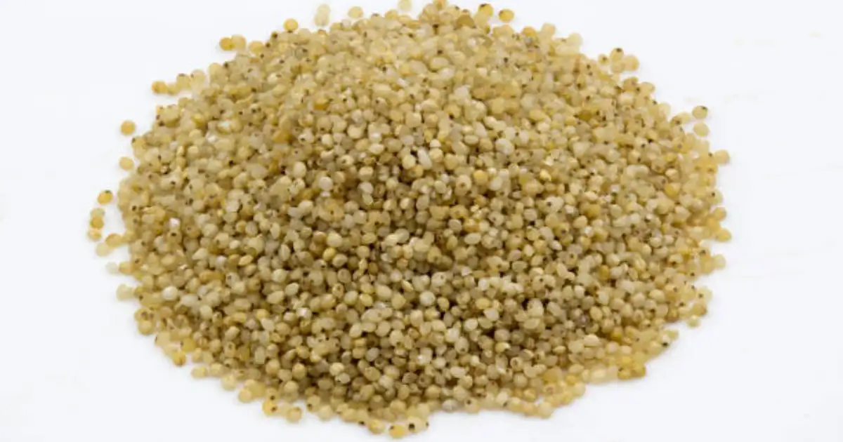 भगर म्हणा किंवा वरईचे तांदूळ , प्रोटीनचा प्रचंड खजिना आहे हा पदार्थ ...