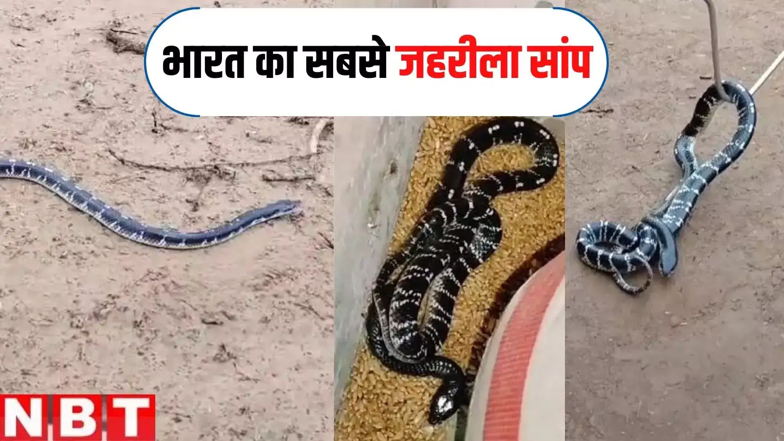 Common Krait Snake Rescue In Haryana,Snake Viral Video: अनाज के कट्टे ...