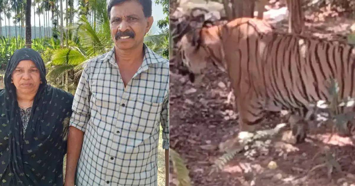 Wayanad Tiger Attack,'ഗർജനത്തോടെ കടുവ ദേഹത്തേക്ക് ചാടി, ഭാര്യ തളർന്നു ...