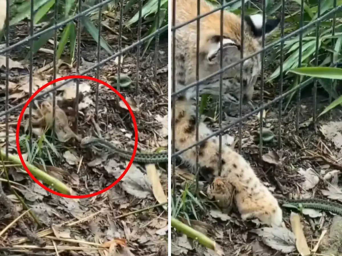 Tiger Killed Snake,Video: अजब मैत्रीची गजब गोष्ट! बेडकाला वाचवण्यासाठी ...