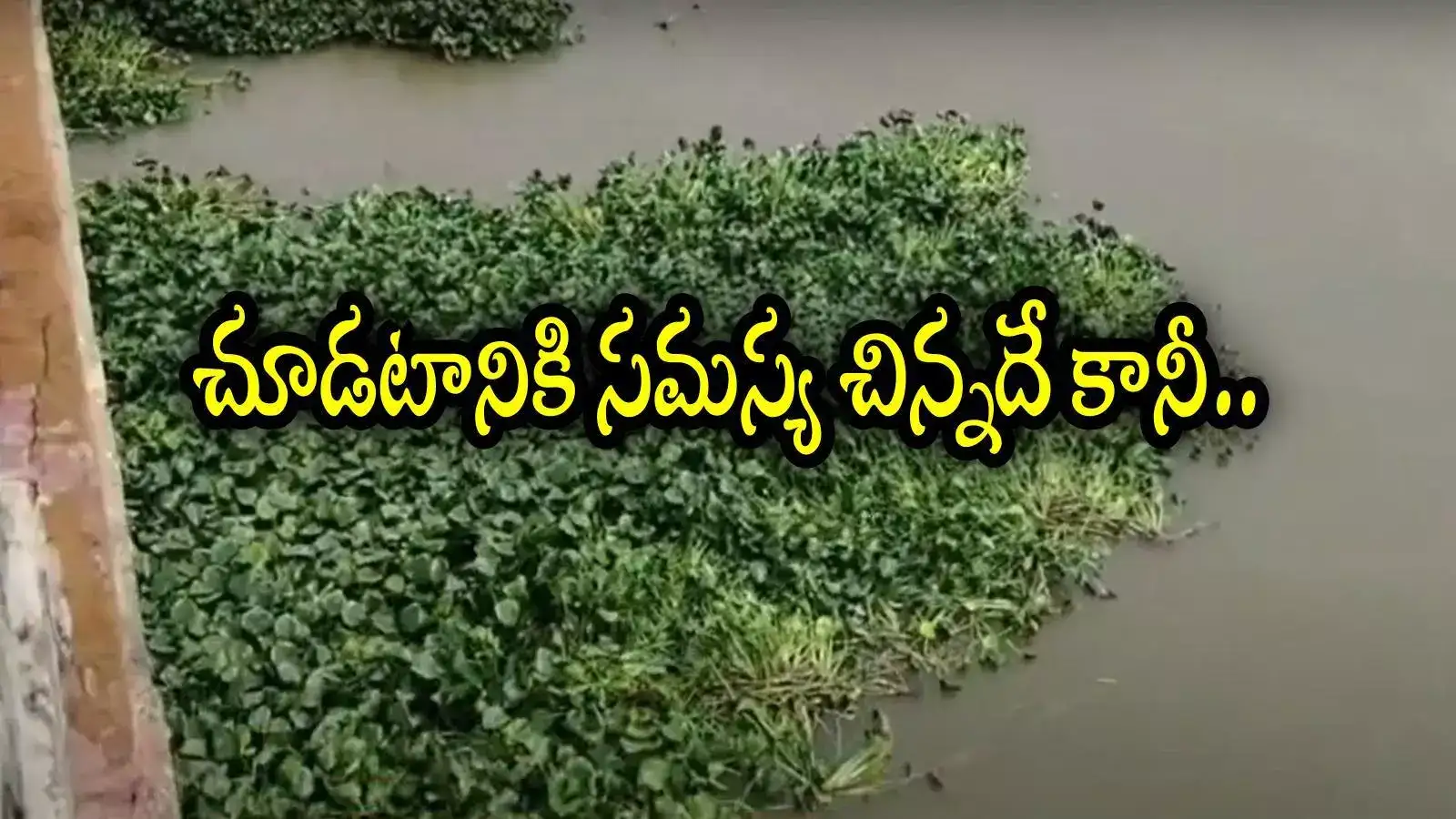 Nandyal Hyacinth 13 Buffaloes Died,నంద్యాల: పశువుల ప్రాణాలు తీస్తున్న ...