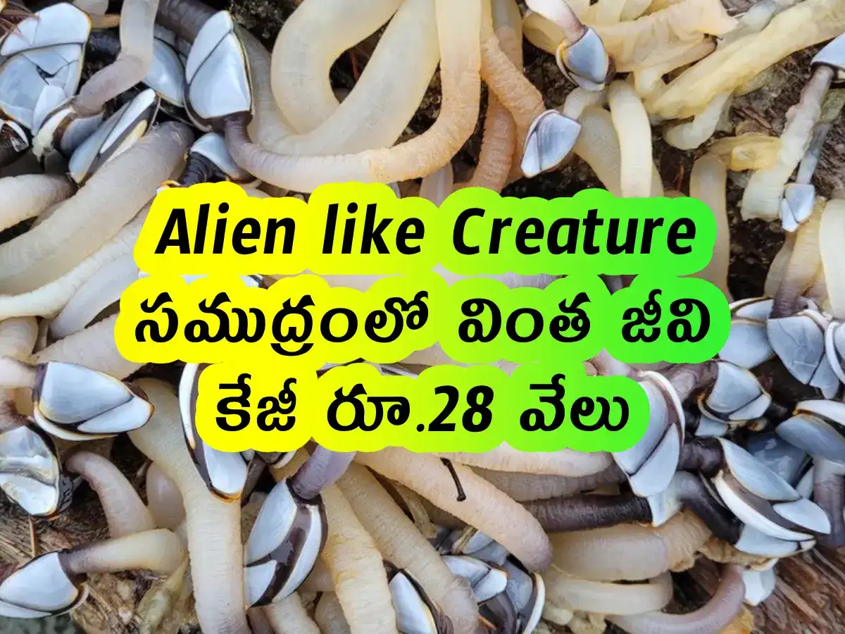 Gooseneck Barnacles,Alien like Creature: సముద్రంలో వింత జీవి.. కేజీ రూ ...