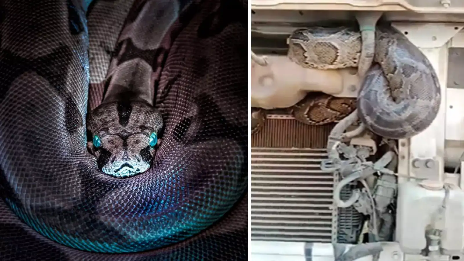 ট্রাকের ইঞ্জিনে অজগর! চালকের অজান্তে দীর্ঘ ৯৮ কিমি পথ পাড়ি দিল বিশাল ...