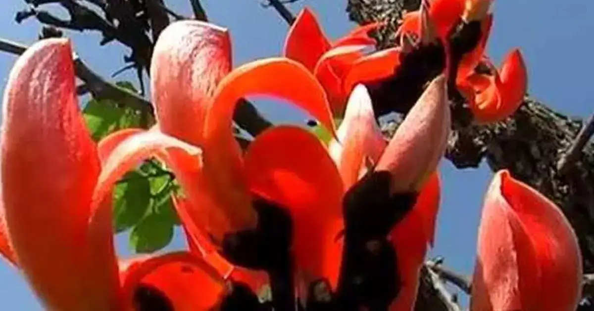 Palash Ke Phool Ke Upay, Fayde: पलाश फूल के इन उपायों से मंगल शनि होंगे ...