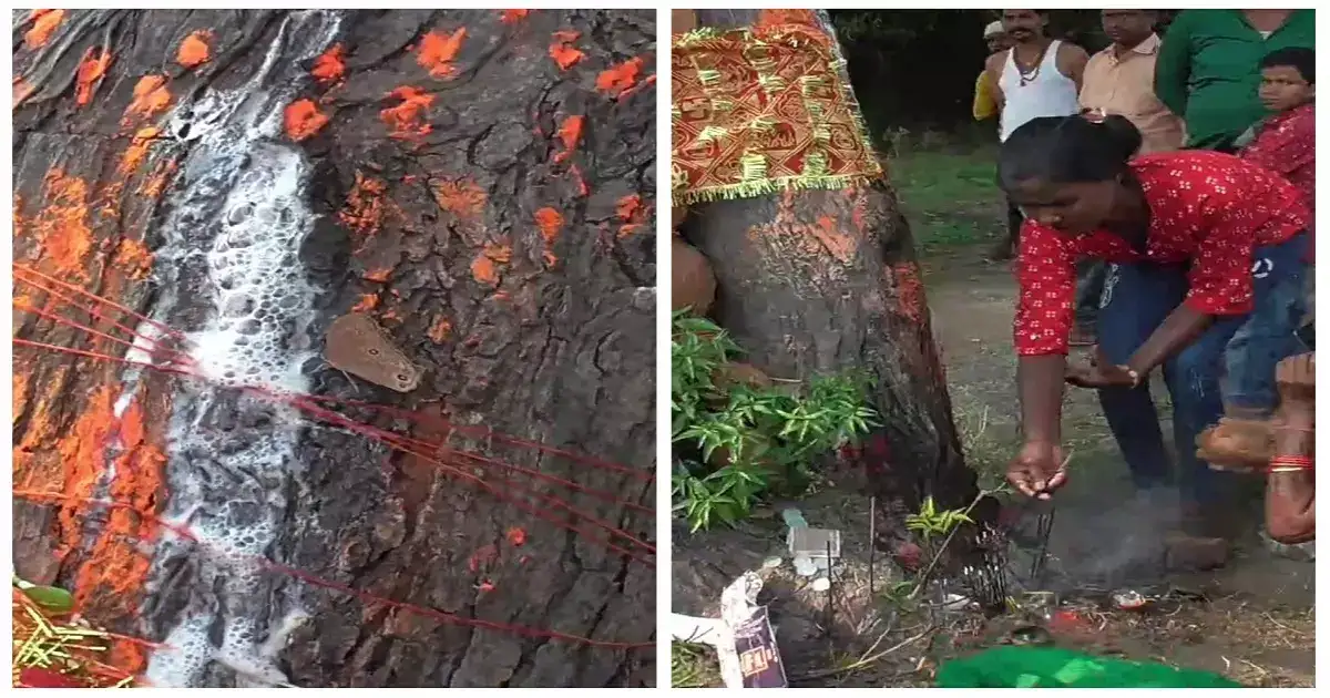 Singrauli News,Madhya Pradesh: చెట్టు నుంచి ఉబికి వస్తున్న పాలు ...