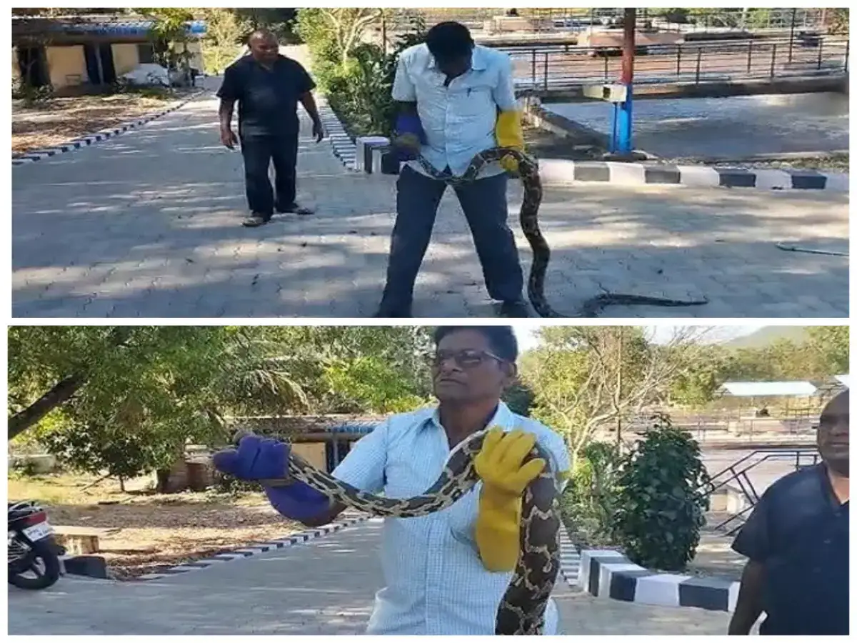 Tirumala Python,తిరుమలలో భారీ కొండచిలువ.. భయంతో పరుగులు - 10 foot python caught by bhaskar naidu ...