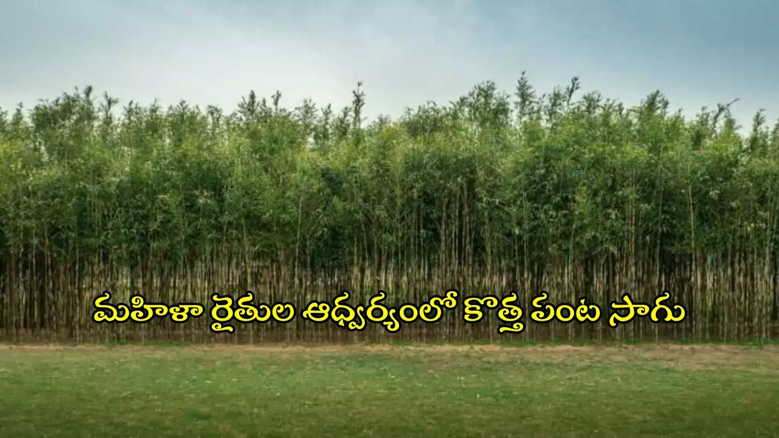 Telangana Bamboo Cultivation,మహిళా సంఘాల్లోని రైతులకు ప్రోత్సాహకం ...