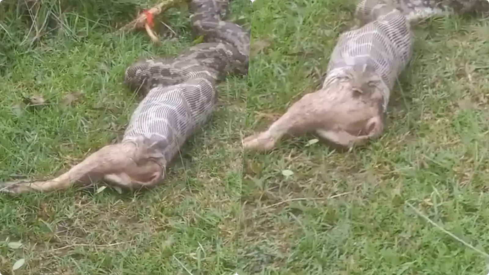 Python Swallows Fox,अजगर सांप के सामने धरी रह गई लोमड़ी की चालाकी ...
