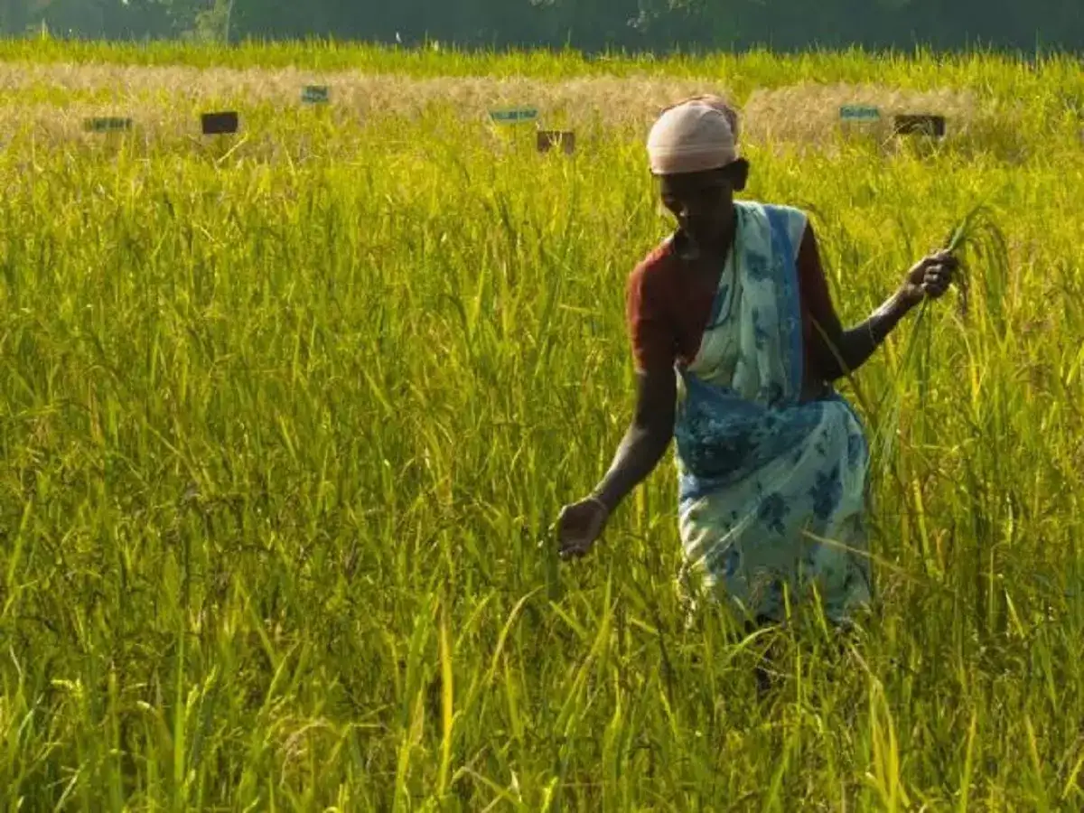 Crop Insurance,தமிழக விவசாயிகளுக்கு பயிர் காப்பீடு.. அள்ளிக் கொடுக்கும் ...