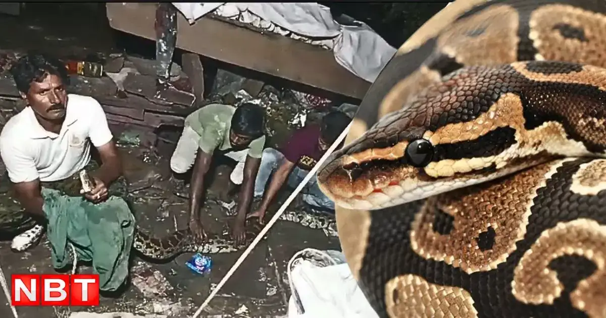 कोटा में 12 फीट के भारी भरकम अजगर ने स्नेक कैचर पर किया हमला, देखें ...
